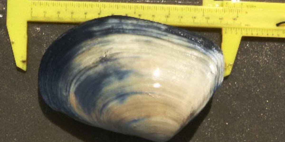 Dragonfly Data Science - Oreti Beach toheroa report published