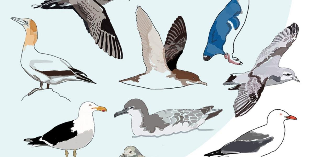 Dragonfly Data Science - Students visualise bird data