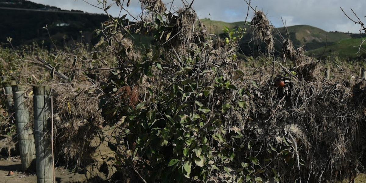 Dragonfly Data Science - Cyclone Gabrielle impact map
